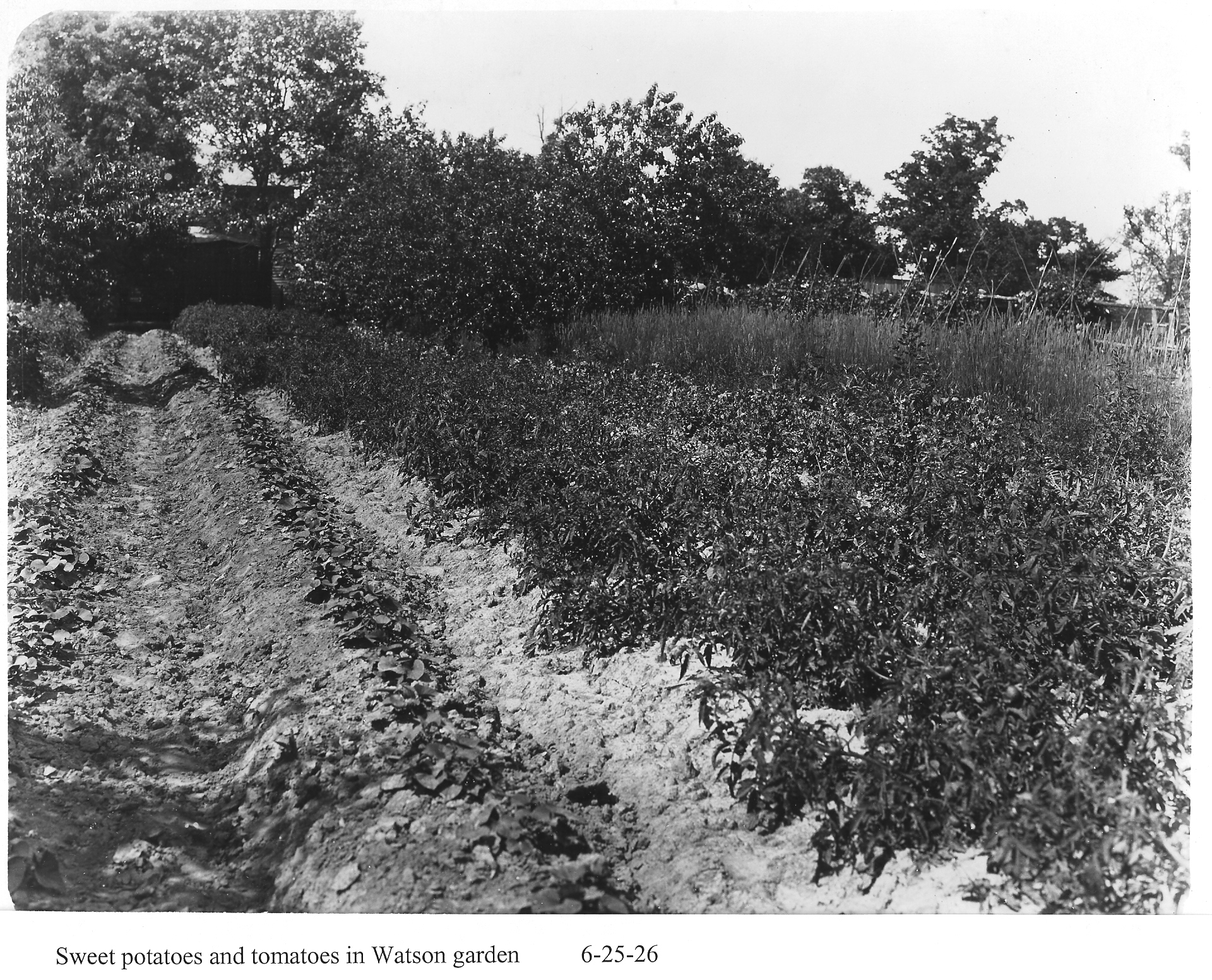 ASARCO Plant – The Village of Taylor Springs